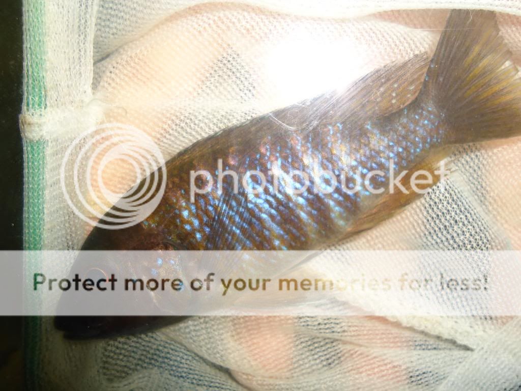 Unidentified peacocks | Cichlid Fish Forum